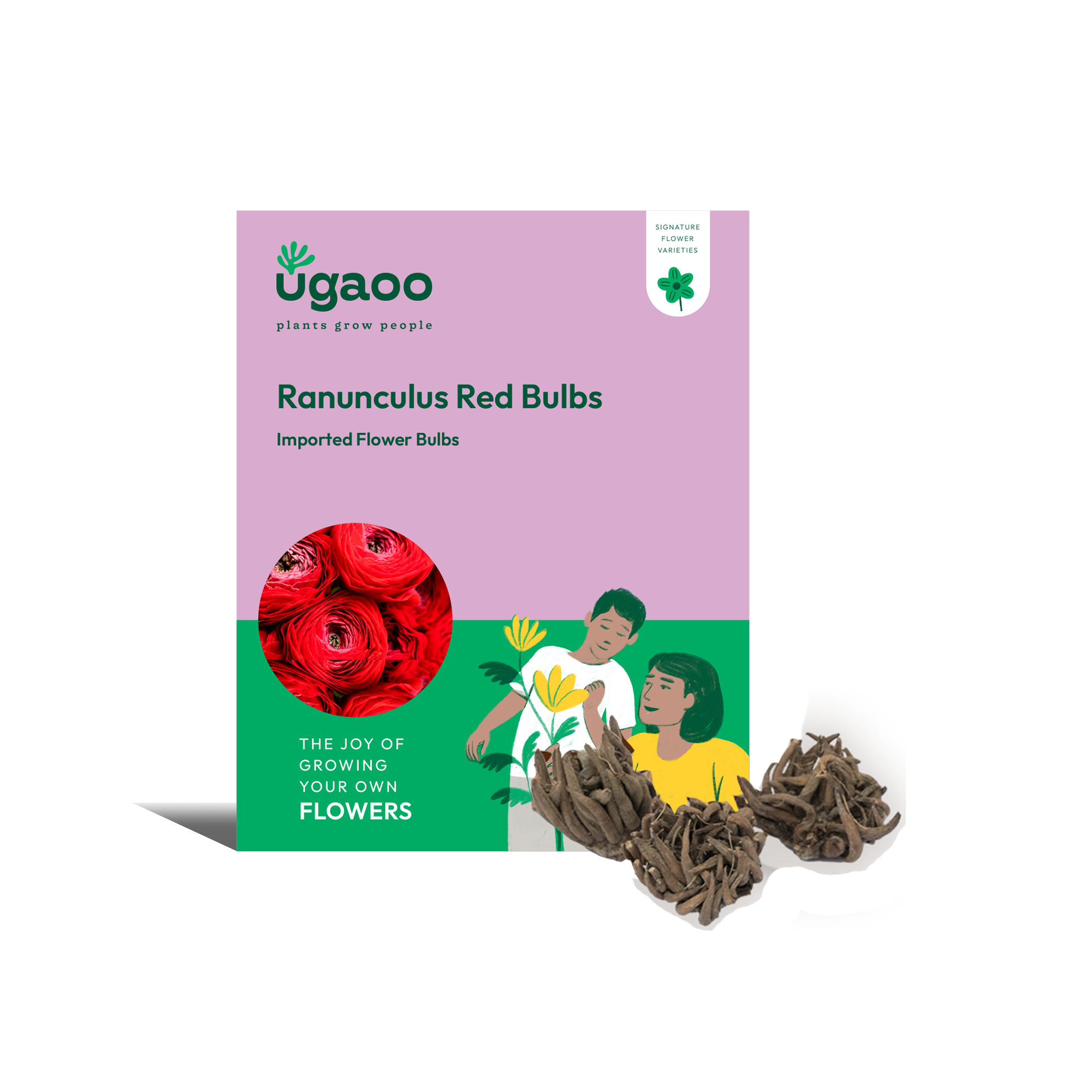 Ranunculus Red Bulbs – Ugaoo