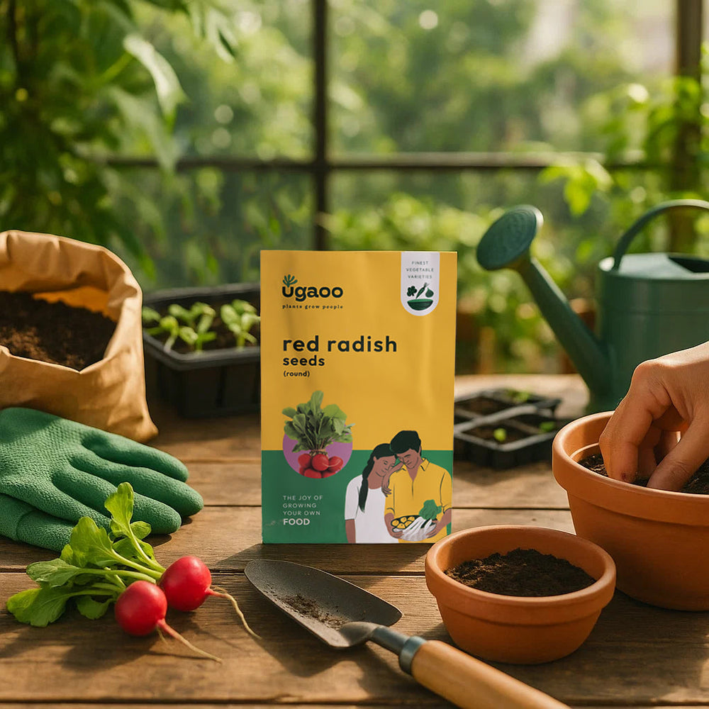 Red Round Radish Seeds – Ugaoo