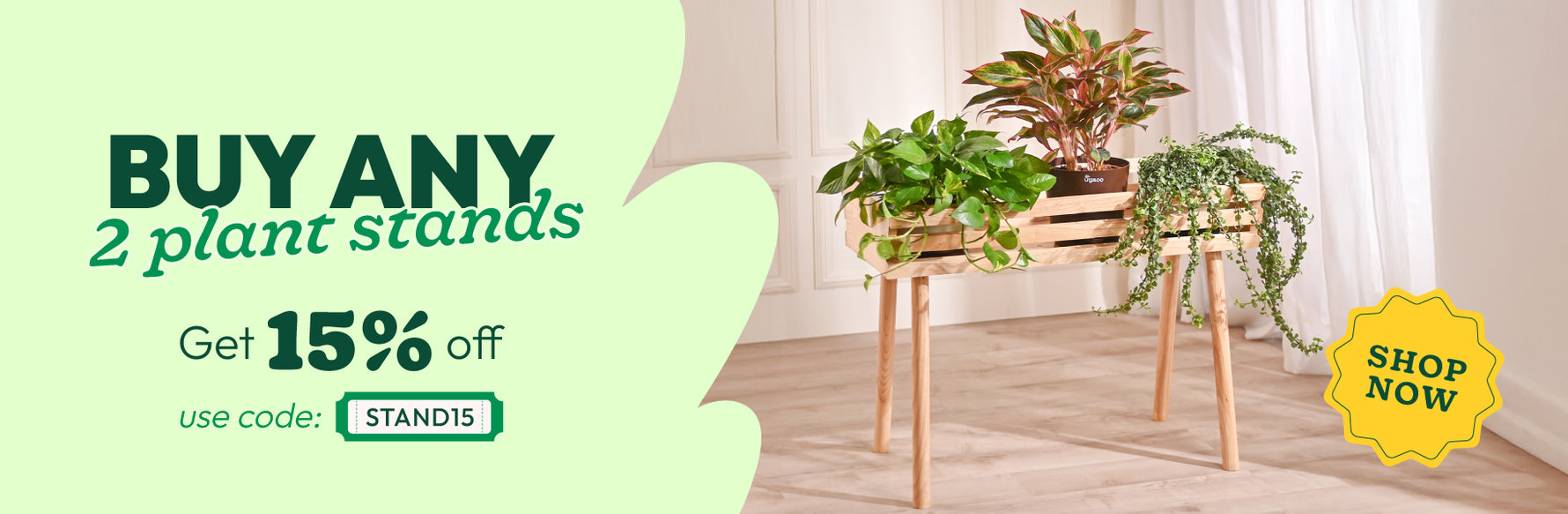 Things to Know About the Shiva Linga Tree – Ugaoo