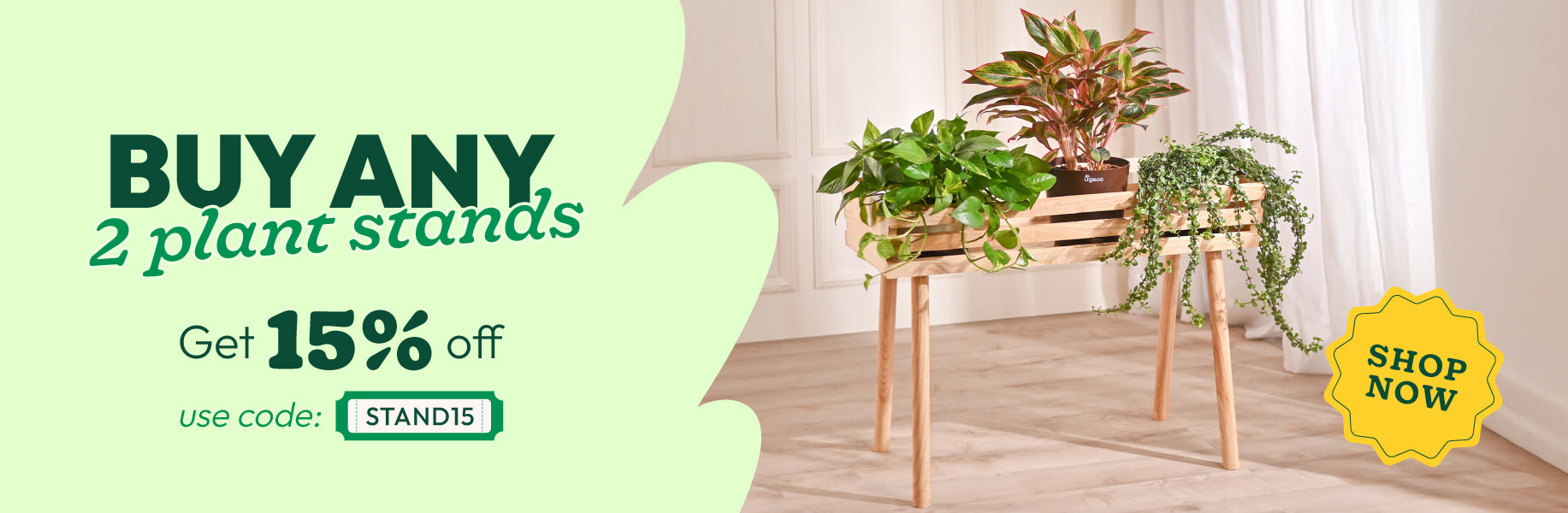 Things to Know About the Shiva Linga Tree – Ugaoo