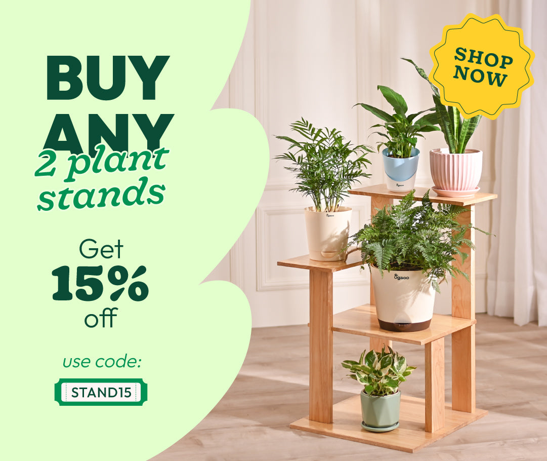 Things to Know About the Shiva Linga Tree – Ugaoo