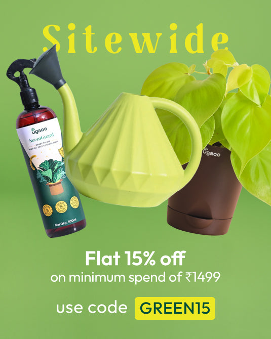 Know & Grow These 8 Indian Berry Types in Your Garden – Ugaoo