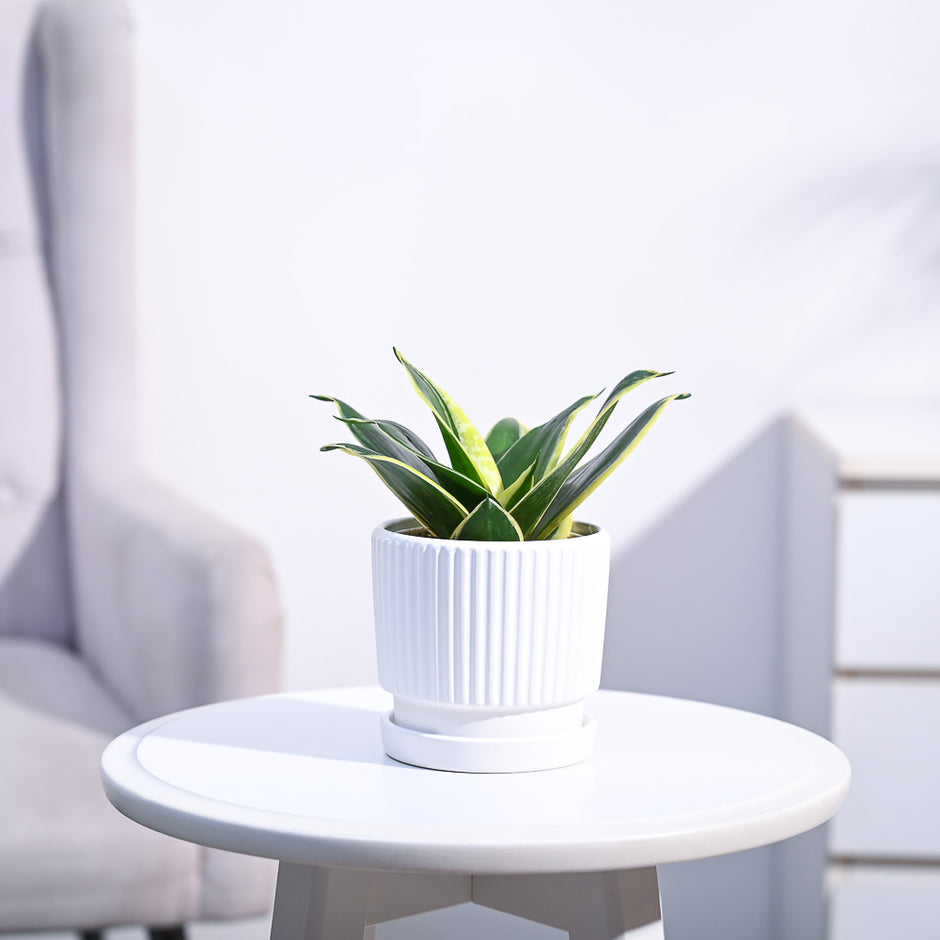 The Kevda Plant and its Many Benefits – Ugaoo