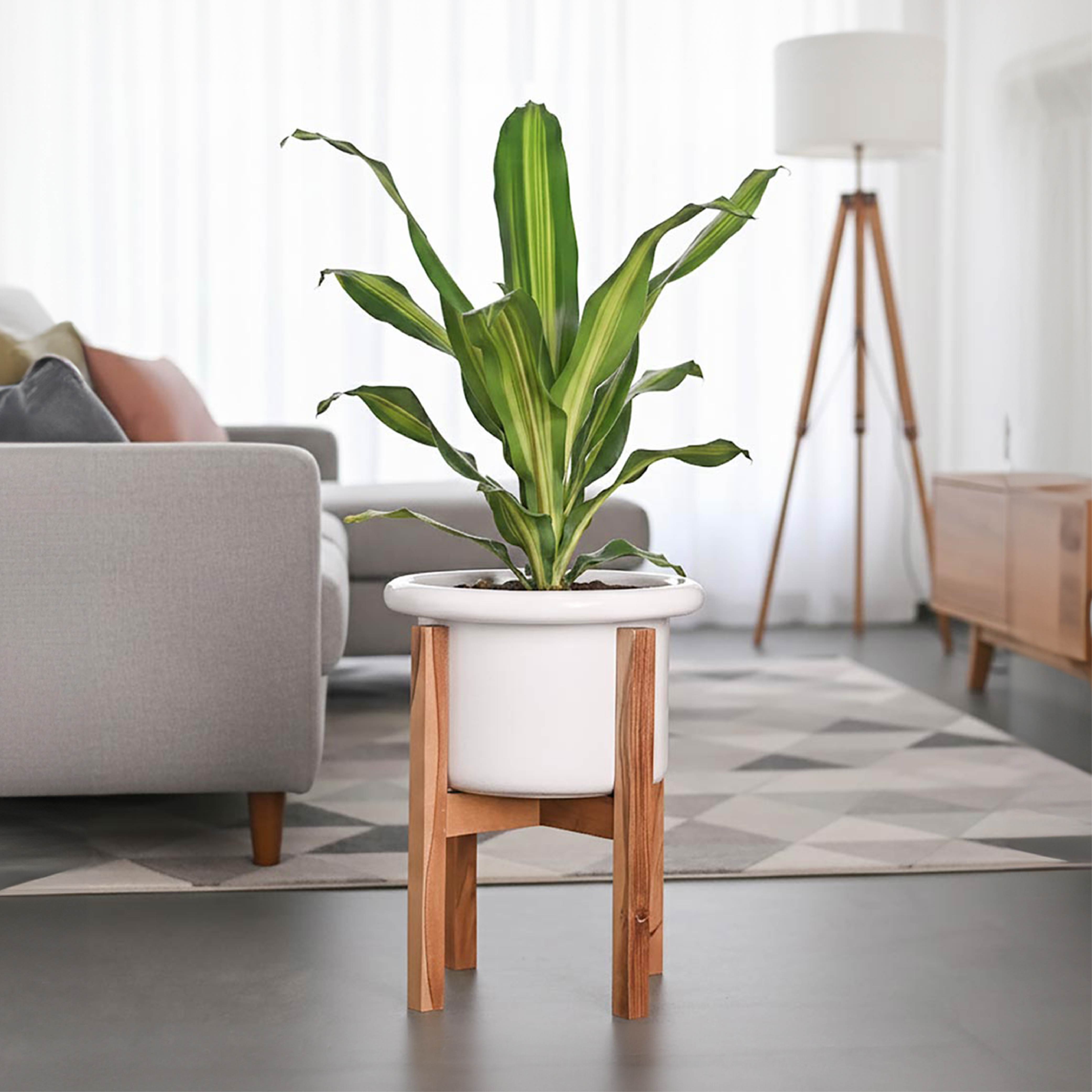Buy Ceramic Pot with Wooden Stand | Songs of Summer Planter – Ugaoo