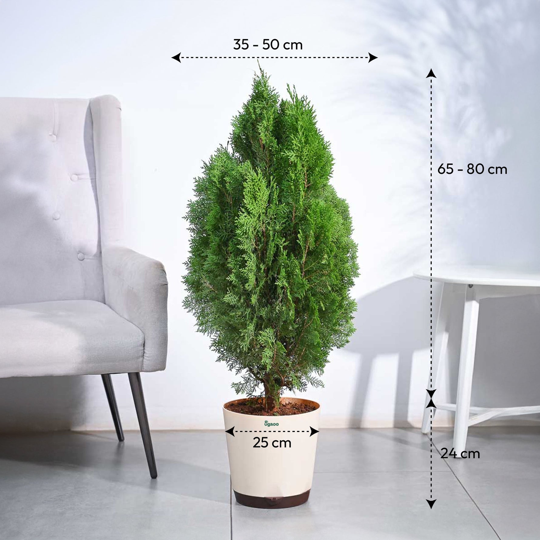 Buy the top-rated XL-sized Thuja plant with safe home delivery from Ugaoo.