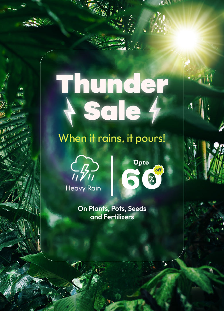 Sanjeevani Plant: A Comprehensive Guide to Care, Uses, and Medicinal ...