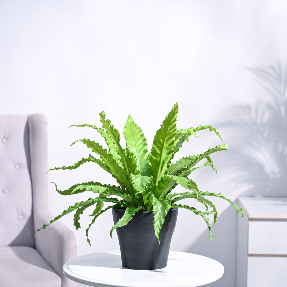 Ferns Online | Buy Fern Plants in India - Ugaoo.com