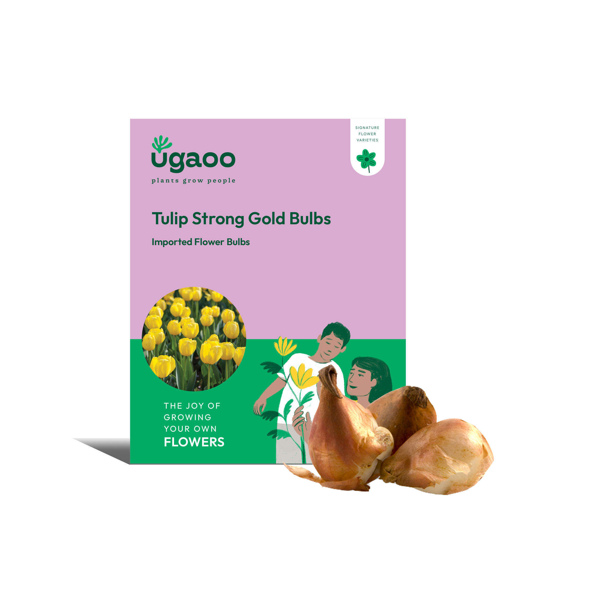 Tulip Strong Gold Bulbs – Ugaoo
