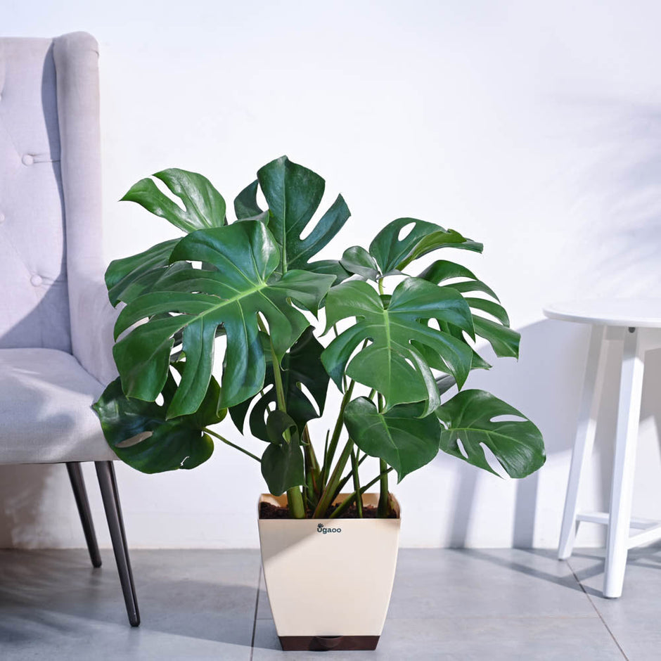 Buy Monstera plants for their unique foliage, perfect for home decor| Ugaoo
