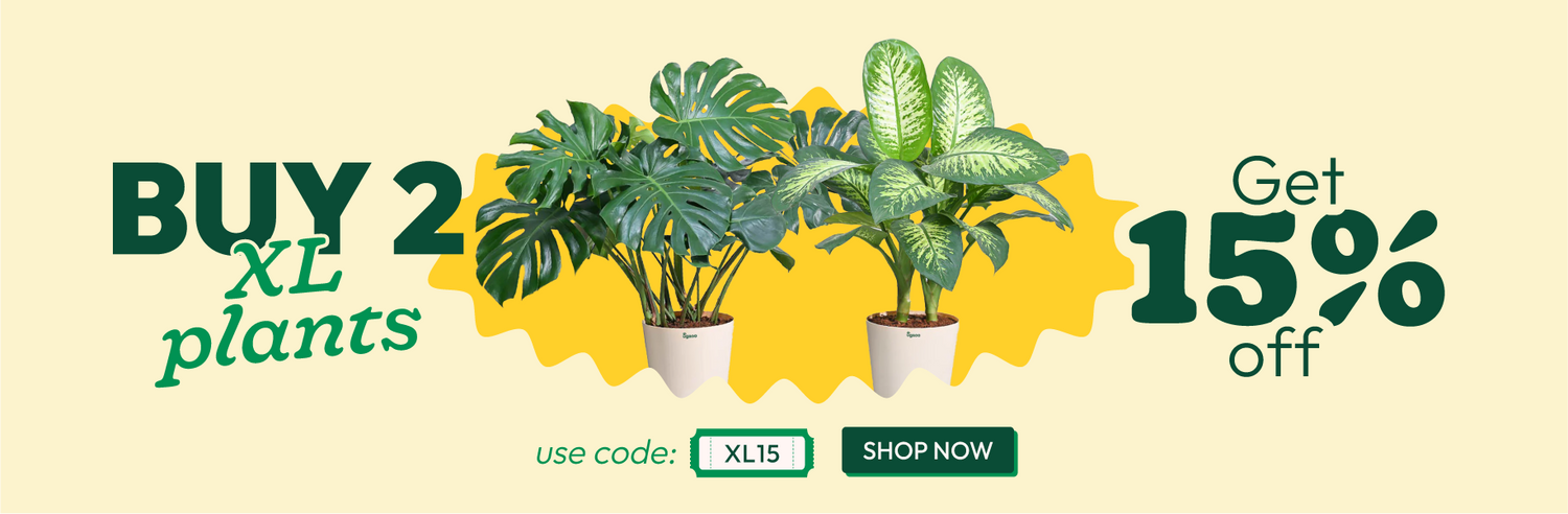 Growing Hibiscus: Goddess Kali and Lord Ganesha’s Favorite Flower – Ugaoo