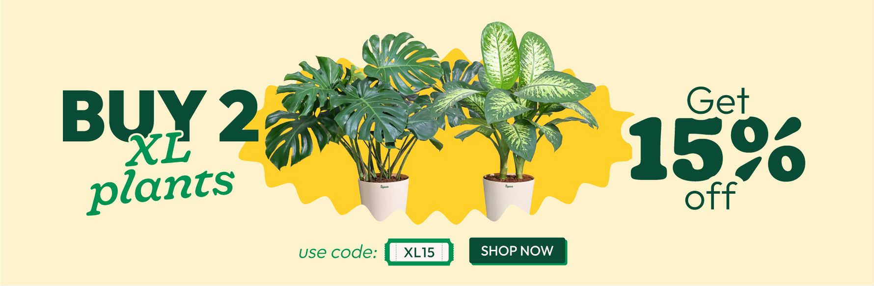 Things to Know About the Shiva Linga Tree – Ugaoo