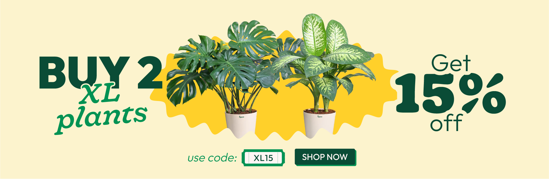 Things to Know About the Shiva Linga Tree – Ugaoo