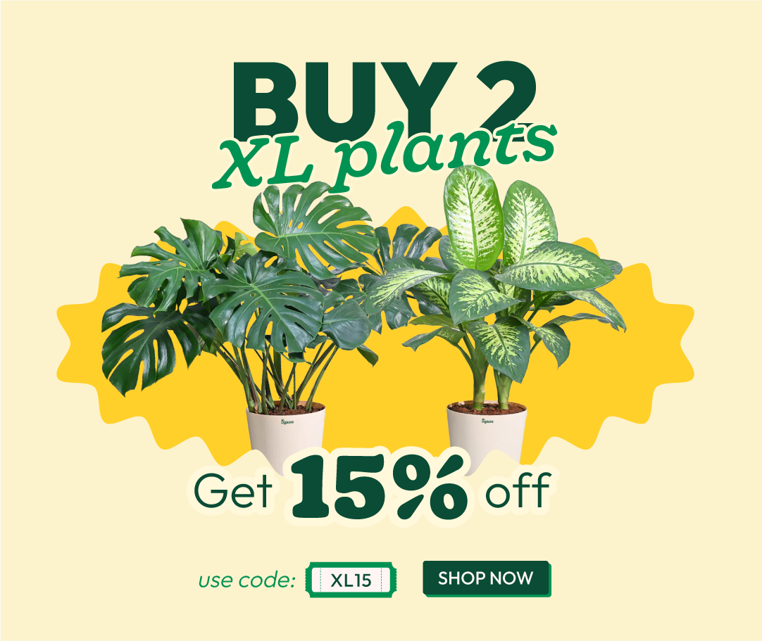 Things to Know About the Shiva Linga Tree – Ugaoo