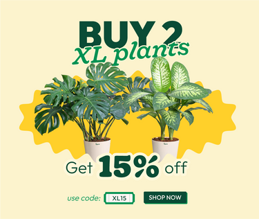 Things to Know About the Shiva Linga Tree – Ugaoo