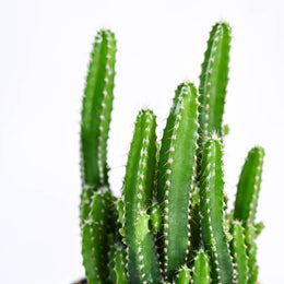 Buy the Elongated Cactus Plant online: Slow-growing and easy to maintain