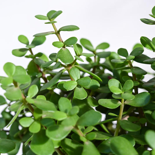Buy Premium Jade Mini Plant |High Quality & Safe Home Delivery – Ugaoo