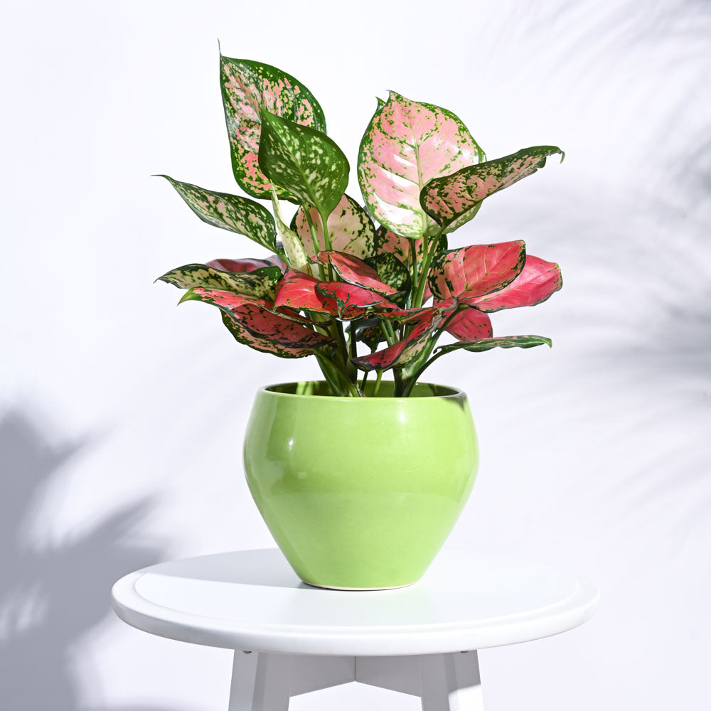 Apple Ceramic Pot (6.6 Inch Diameter) – Ugaoo