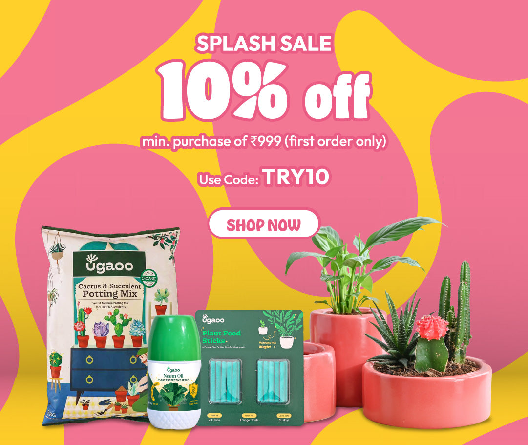 Sanjeevani Plant: A Comprehensive Guide to Care, Uses, and Medicinal ...