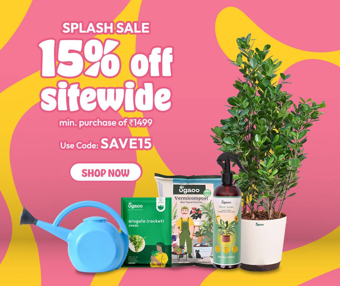 Sanjeevani Plant: A Comprehensive Guide to Care, Uses, and Medicinal ...