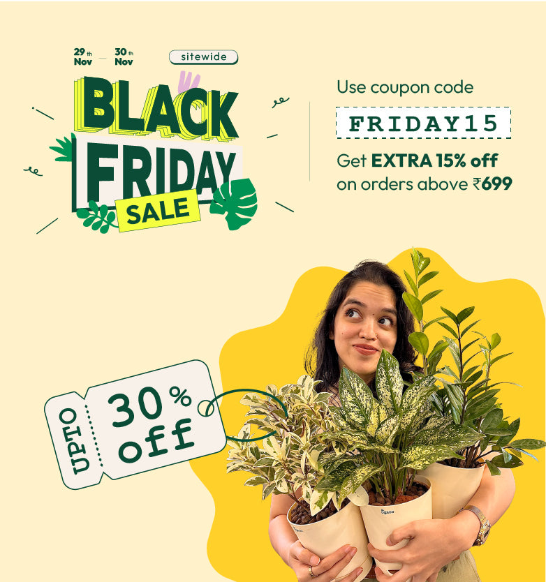 Sanjeevani Plant: A Comprehensive Guide to Care, Uses, and Medicinal ...