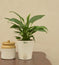 Peace Lily Plant Gift Hamper – Ugaoo