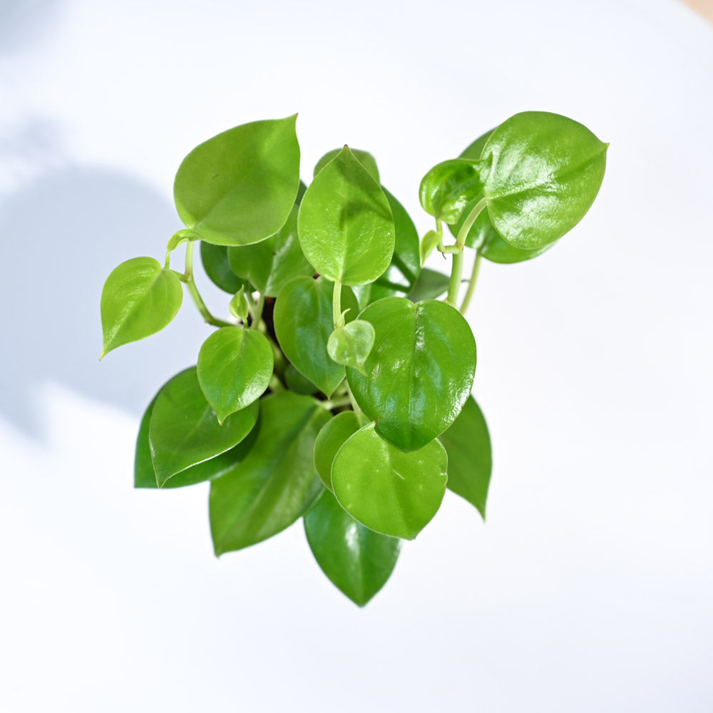 Peperomia Green Creeper Plant With GroPot – Ugaoo