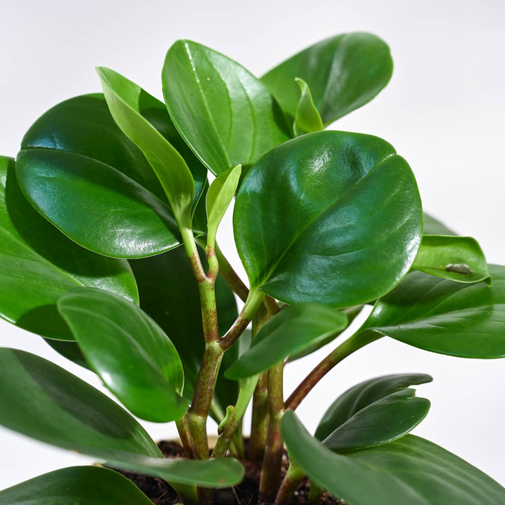 Buy Peperomia Green Plant | Care Tips and Benefits – Ugaoo