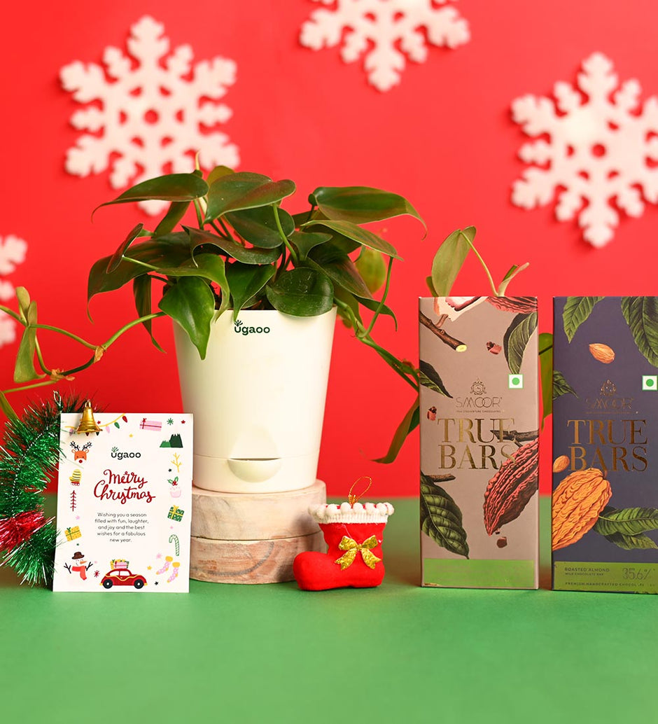 Celebrate Success: Awards & Plants for employee appreciation gifts – Ugaoo