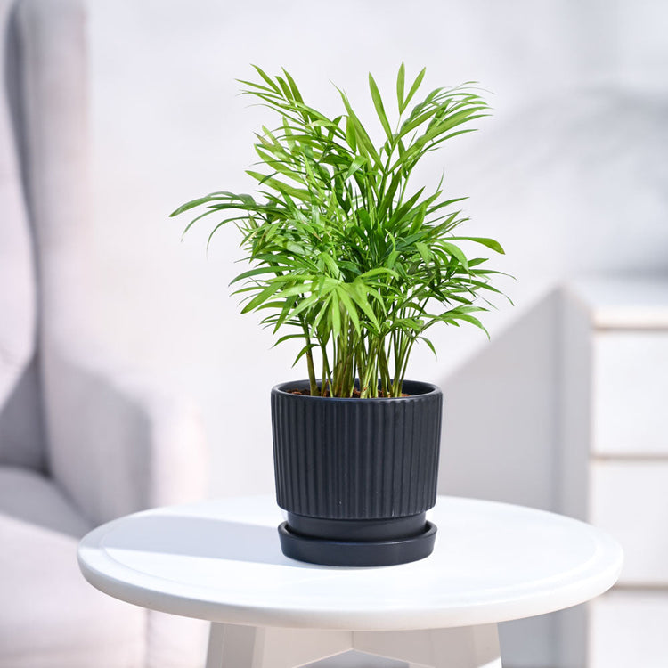 Buy Bamboo Palm Plant | Care tips, Benefits & Placement – Ugaoo