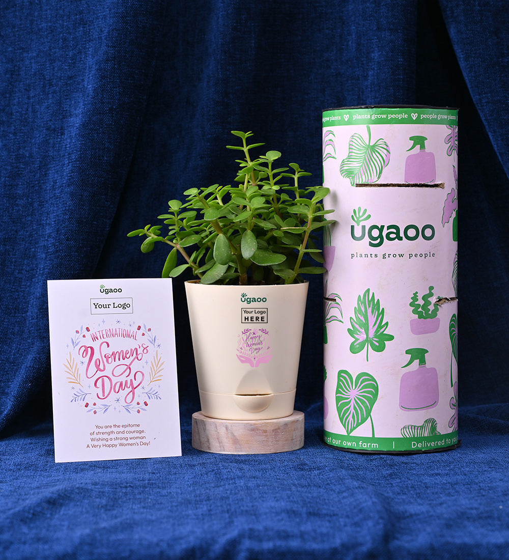Jade Mini With Chocolate – Ugaoo