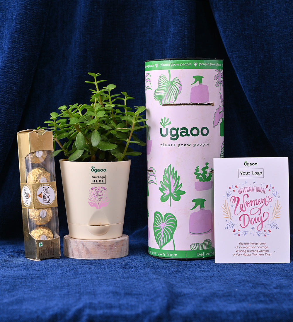 Jade Mini With Chocolate – Ugaoo