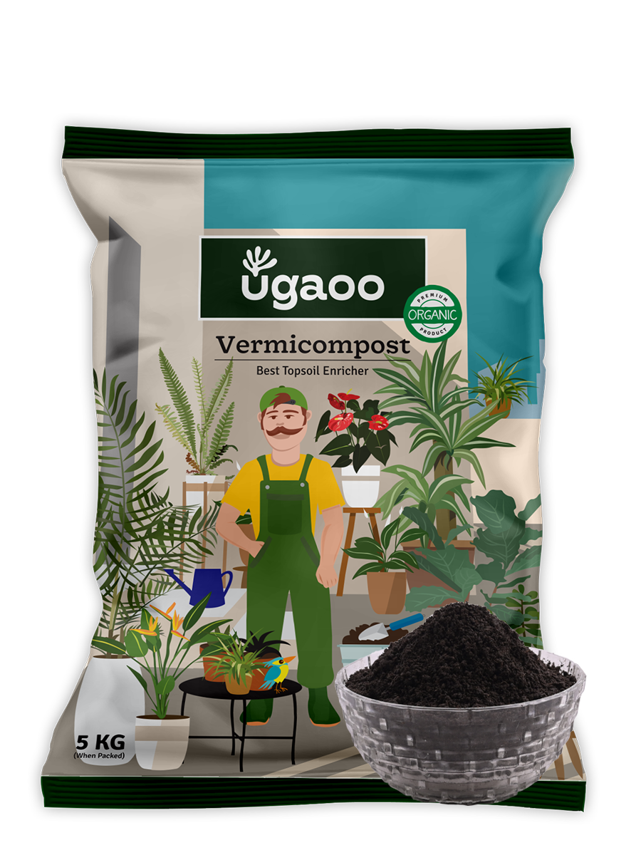 Growing Doob grass: Lord Ganesha’s favourite ‘Durva’ – Ugaoo