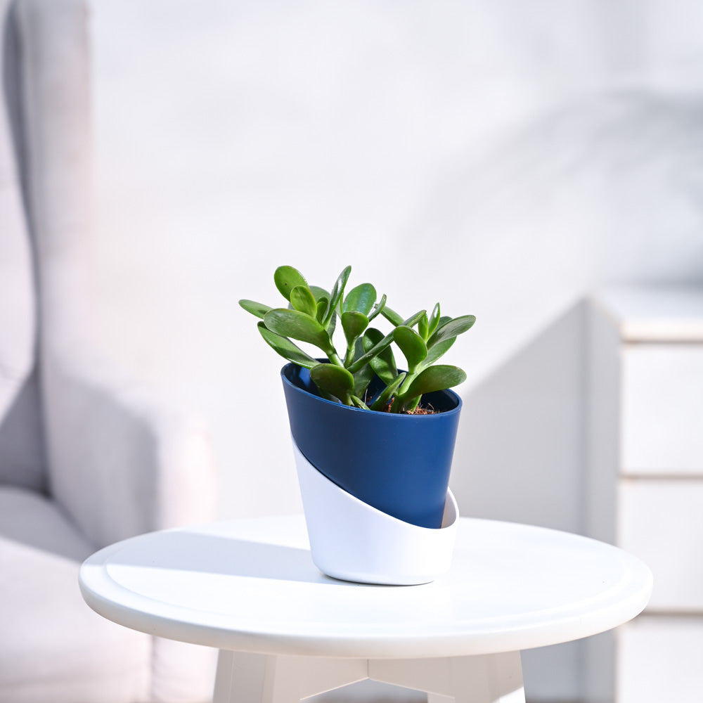 Buy Lucky Jade Plants - the perfect low-maintenance plant for home ...