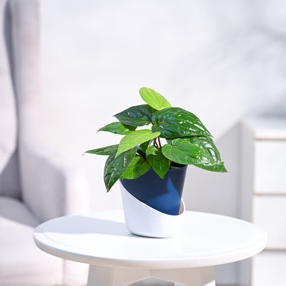 Buy Medicinal & Herbal plants online by Ugaoo| Safe Home Delivery