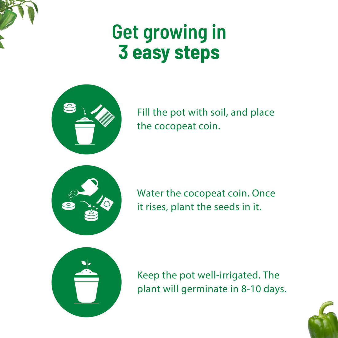 Capsicum Grow Kit – Ugaoo