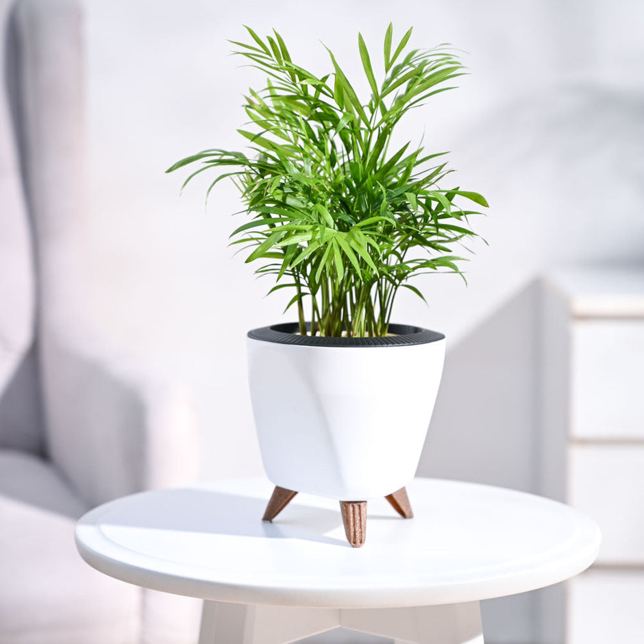 The Kevda Plant and its Many Benefits – Ugaoo