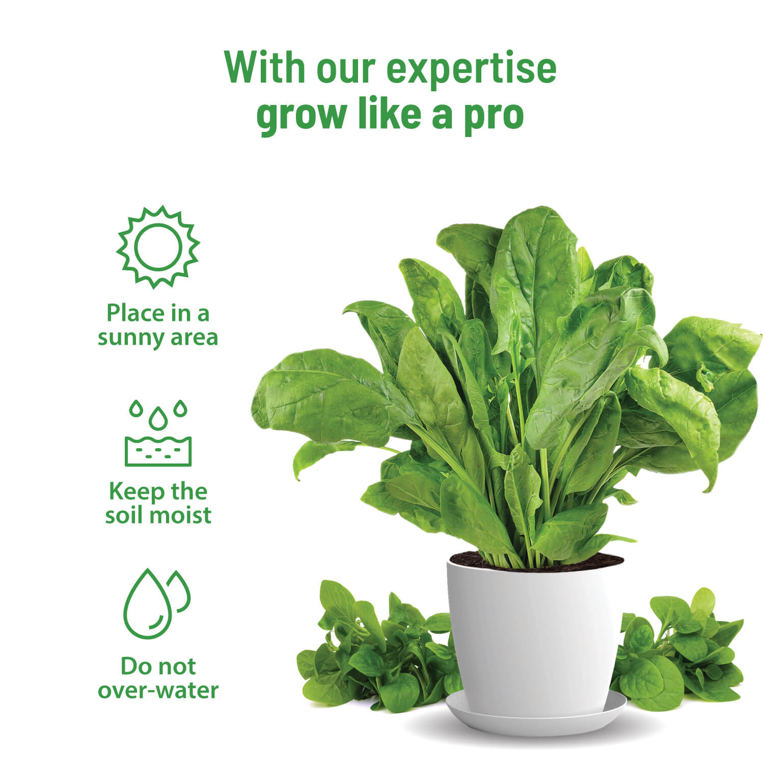 Spinach Grow Kit – Ugaoo