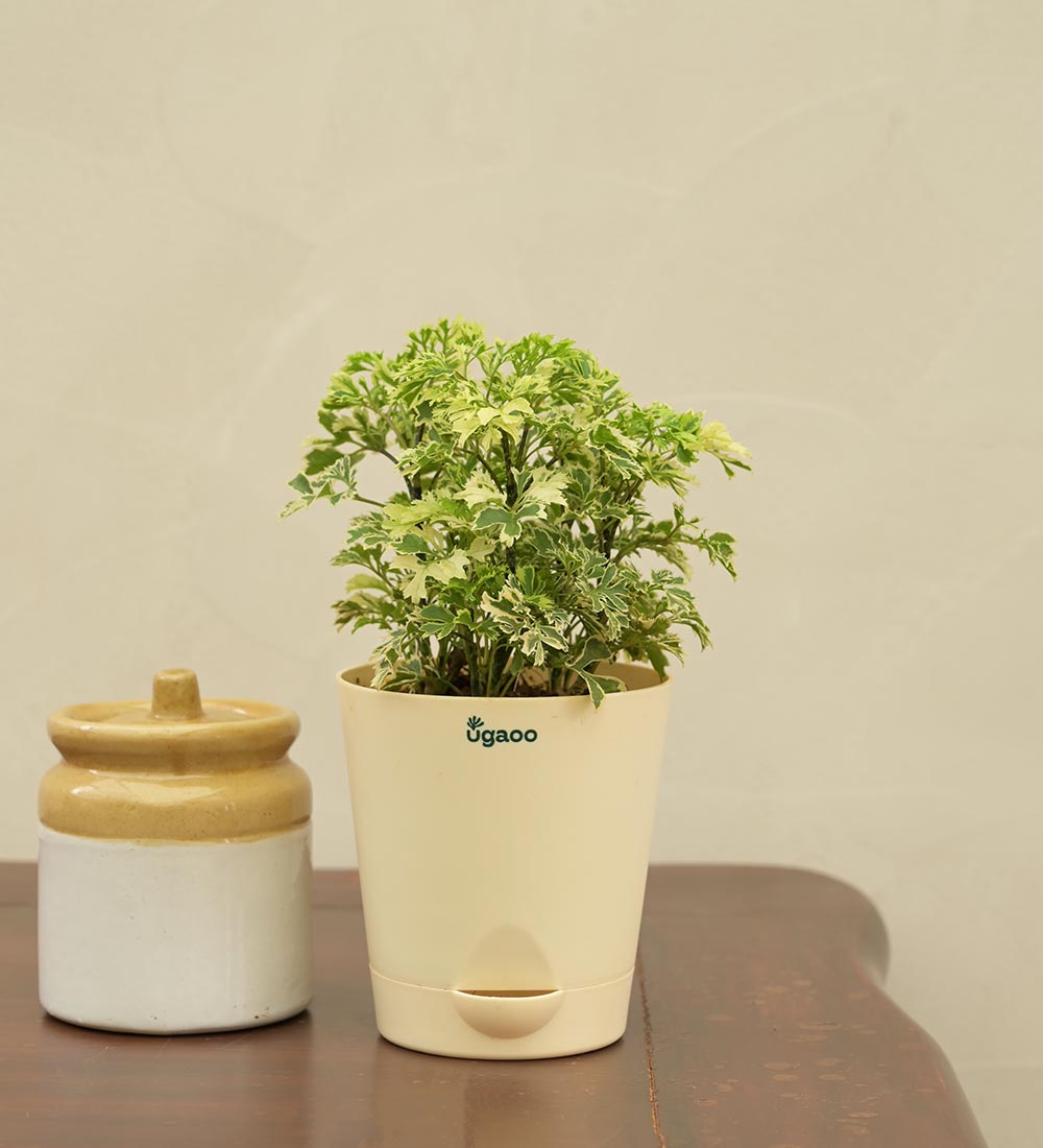 Buy Aralia Variegated Mini Plant | Benefits, Importance & Care – Ugaoo