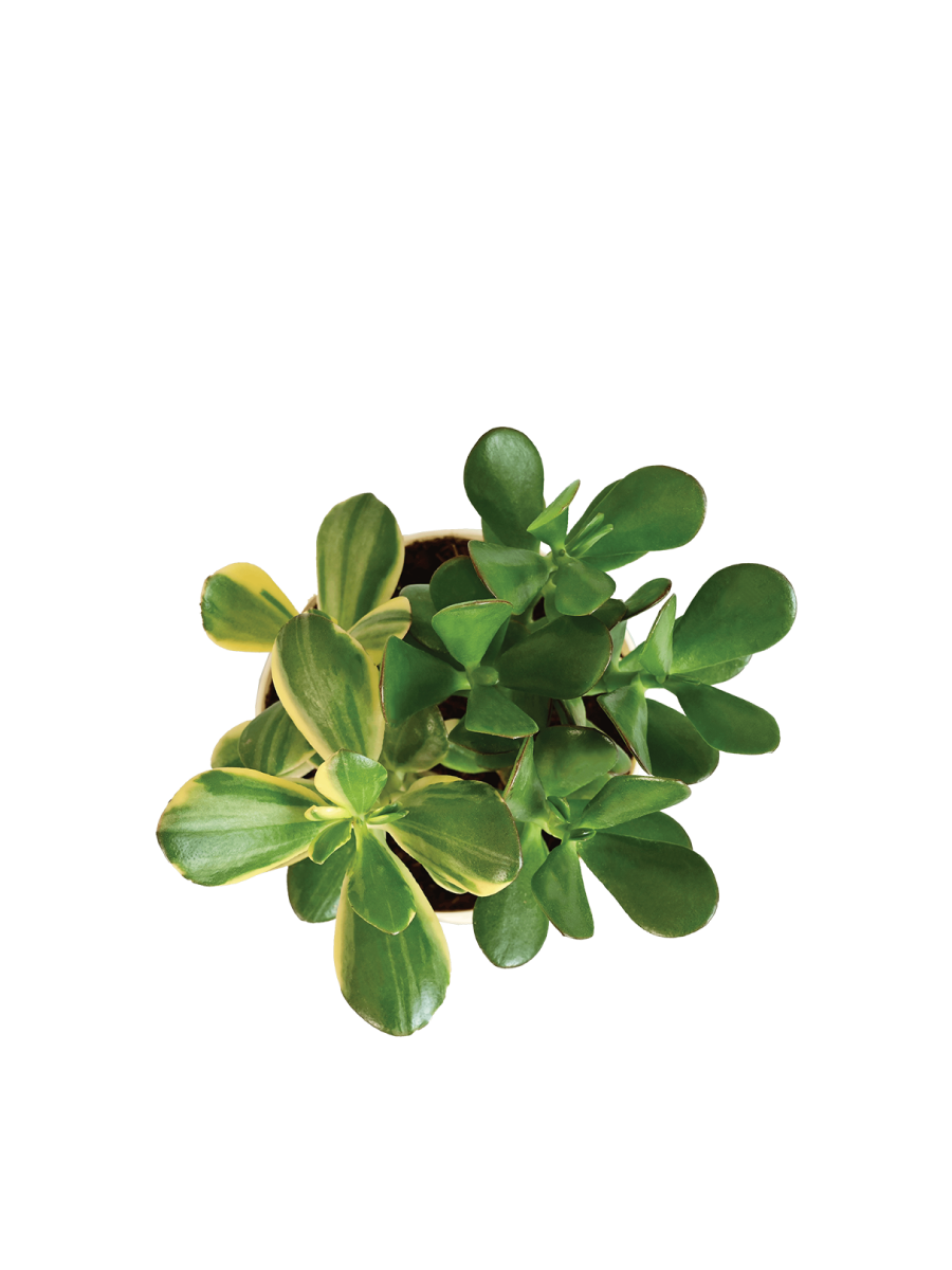 Crassula Ovata Green and Variegated Plant Bouquet – Ugaoo