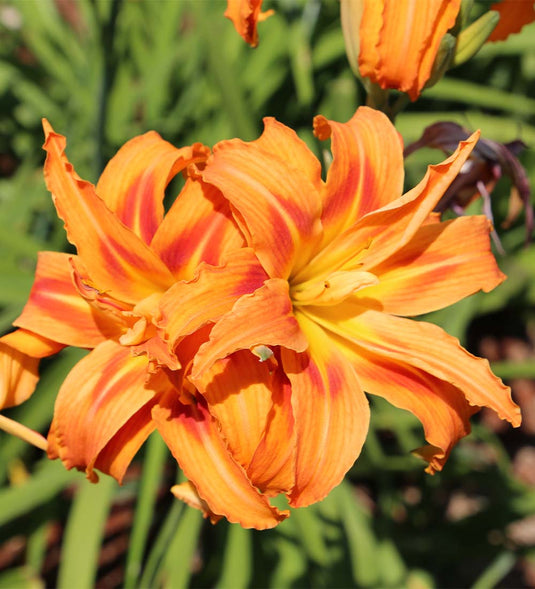 Buy Premium Flower Bulbs Online In India | Best plant bulbs – Ugaoo