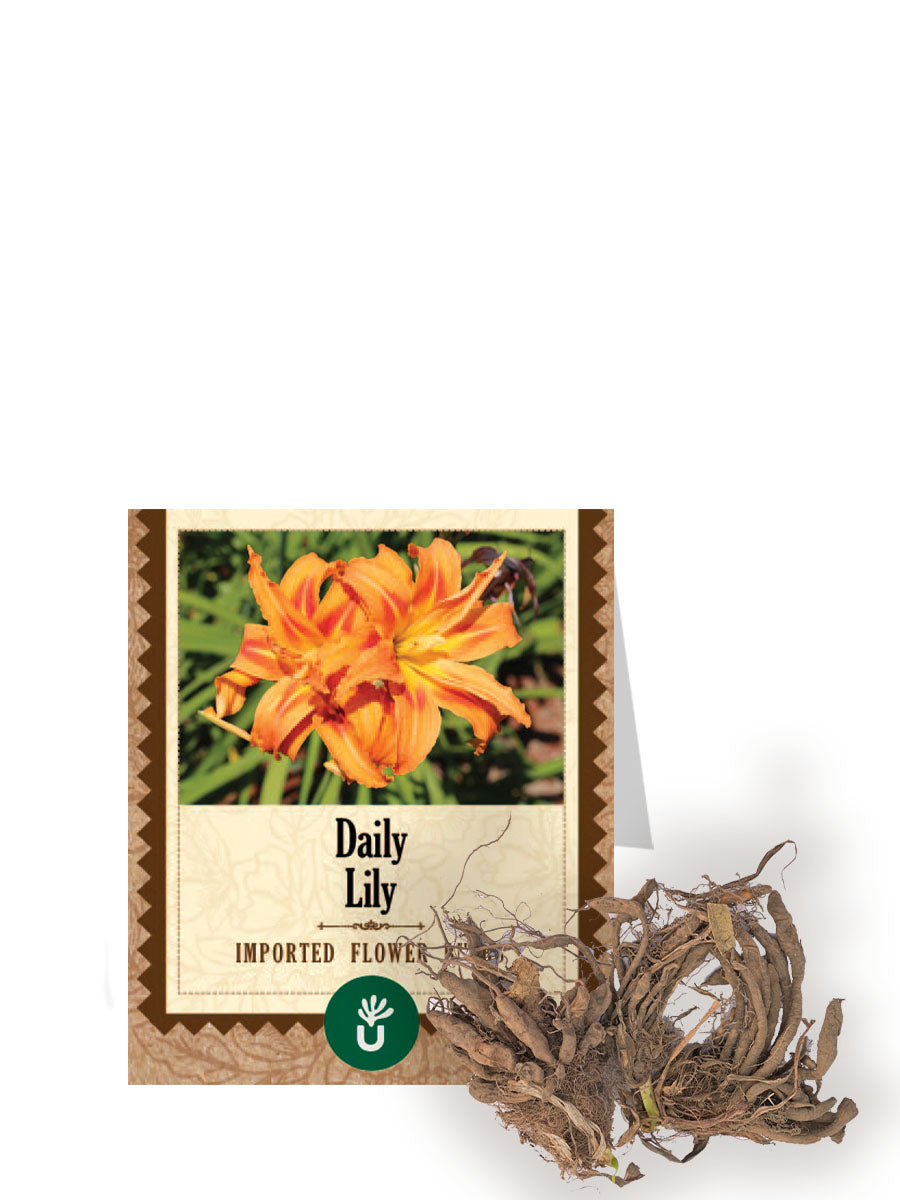 Buy Premium Flower Bulbs Online In India | Best plant bulbs – Ugaoo