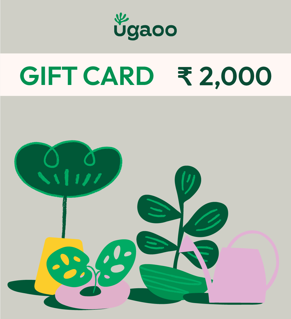 Buy Plant Gift Card Online | Plant Gifts | Ugaoo