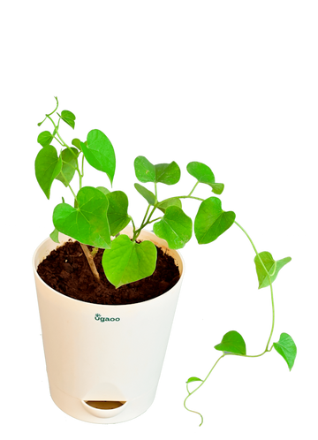 Gulvel Plant – Ugaoo