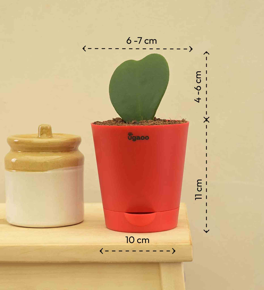 Heart Hoya Plant – Ugaoo