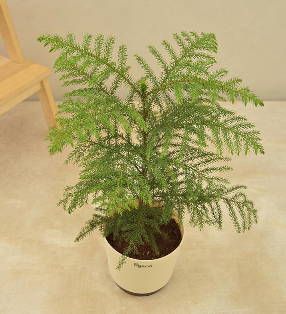 Buy Indian Christmas Tree | A Festive Favorite for Every Home – Ugaoo