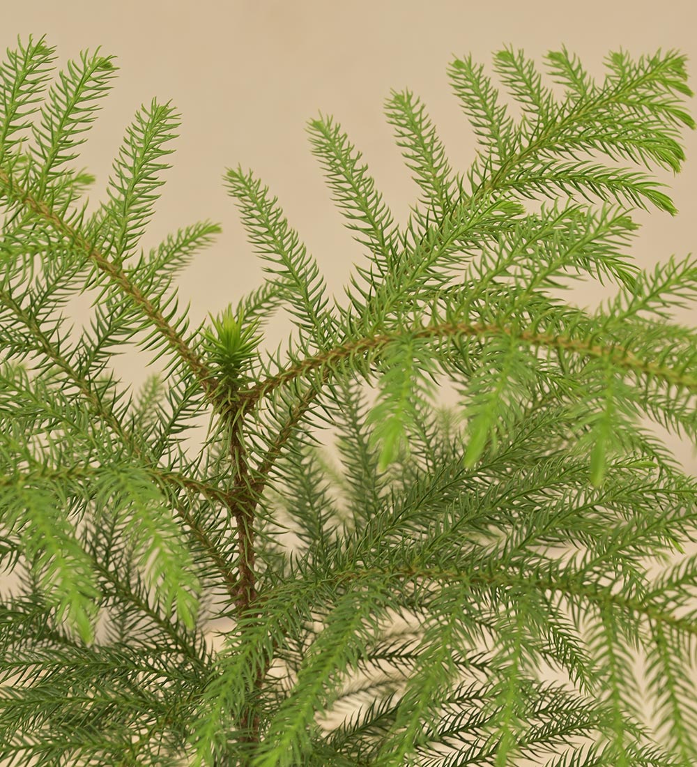 Buy Indian Christmas Tree | A Festive Favorite for Every Home – Ugaoo