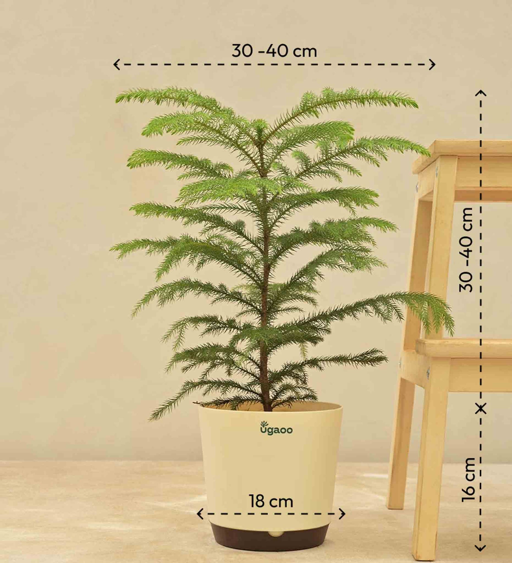 Buy Indian Christmas Tree | A Festive Favorite for Every Home – Ugaoo