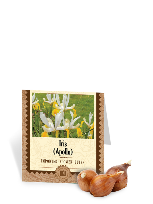 Buy the Iris Apollo Bulbs | White and Yellow flowers, Vibrant and ...