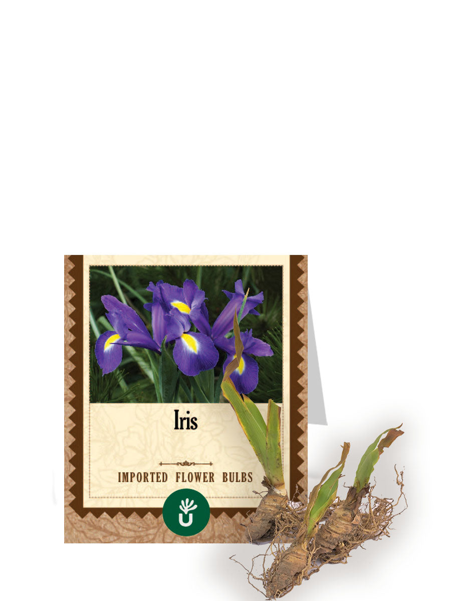 Buy Premium Flower Bulbs Online In India | Best plant bulbs – Ugaoo