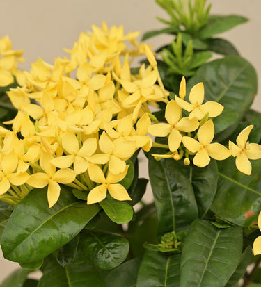 Ixora (Rugmini) Plant - Yellow Gift Hamper – Ugaoo
